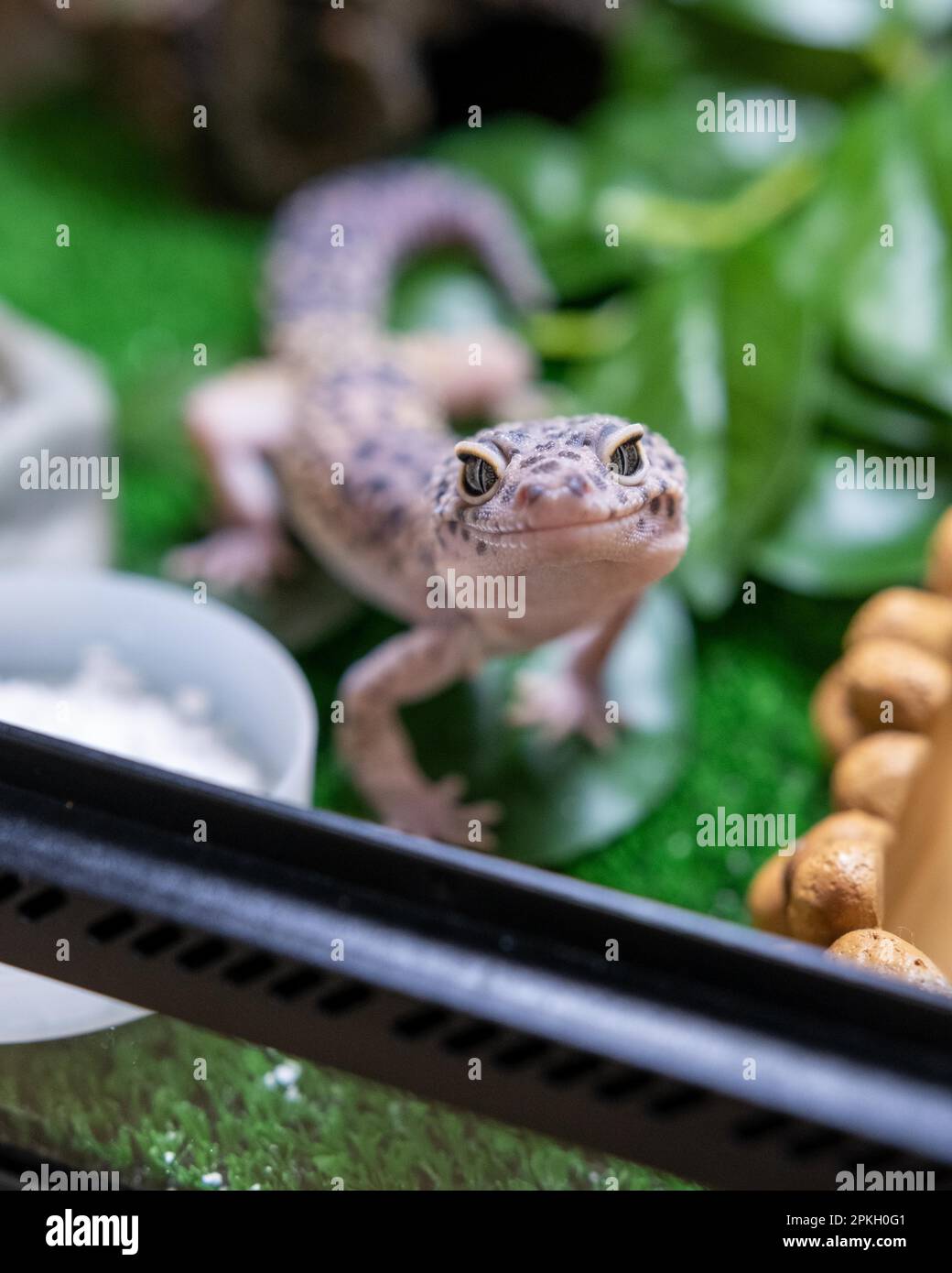 Nice sprites hi-res stock photography and images - Alamy