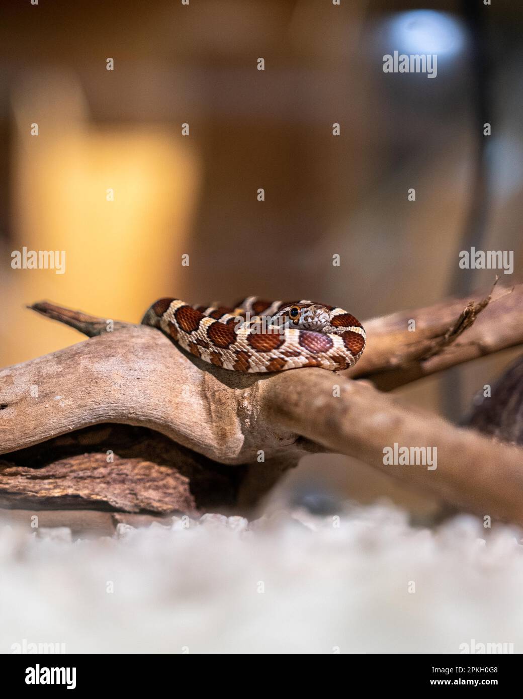 Nice sprites hi-res stock photography and images - Alamy