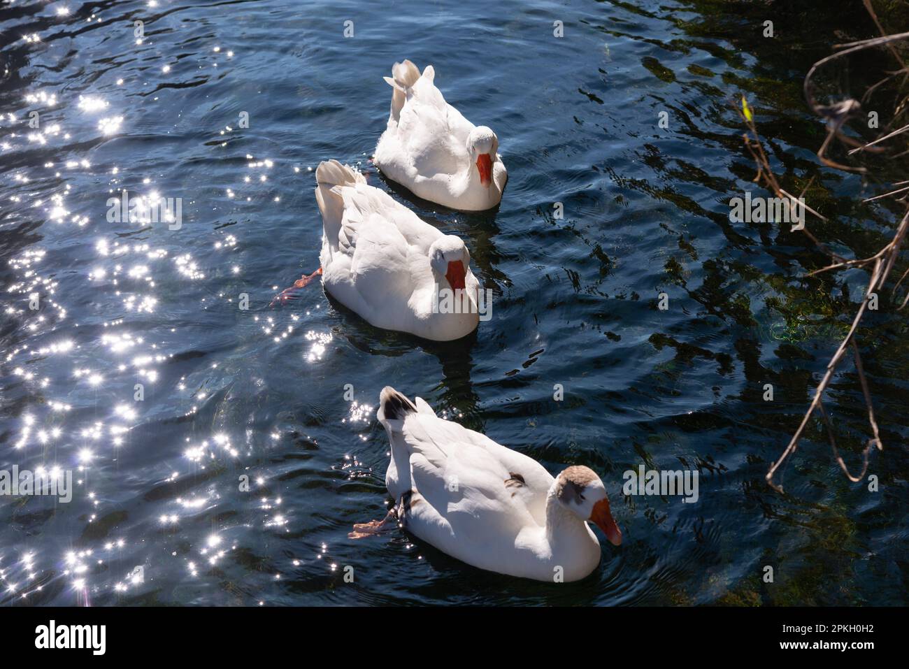 Group of white geese gliding in the glistening blue waters of a ...