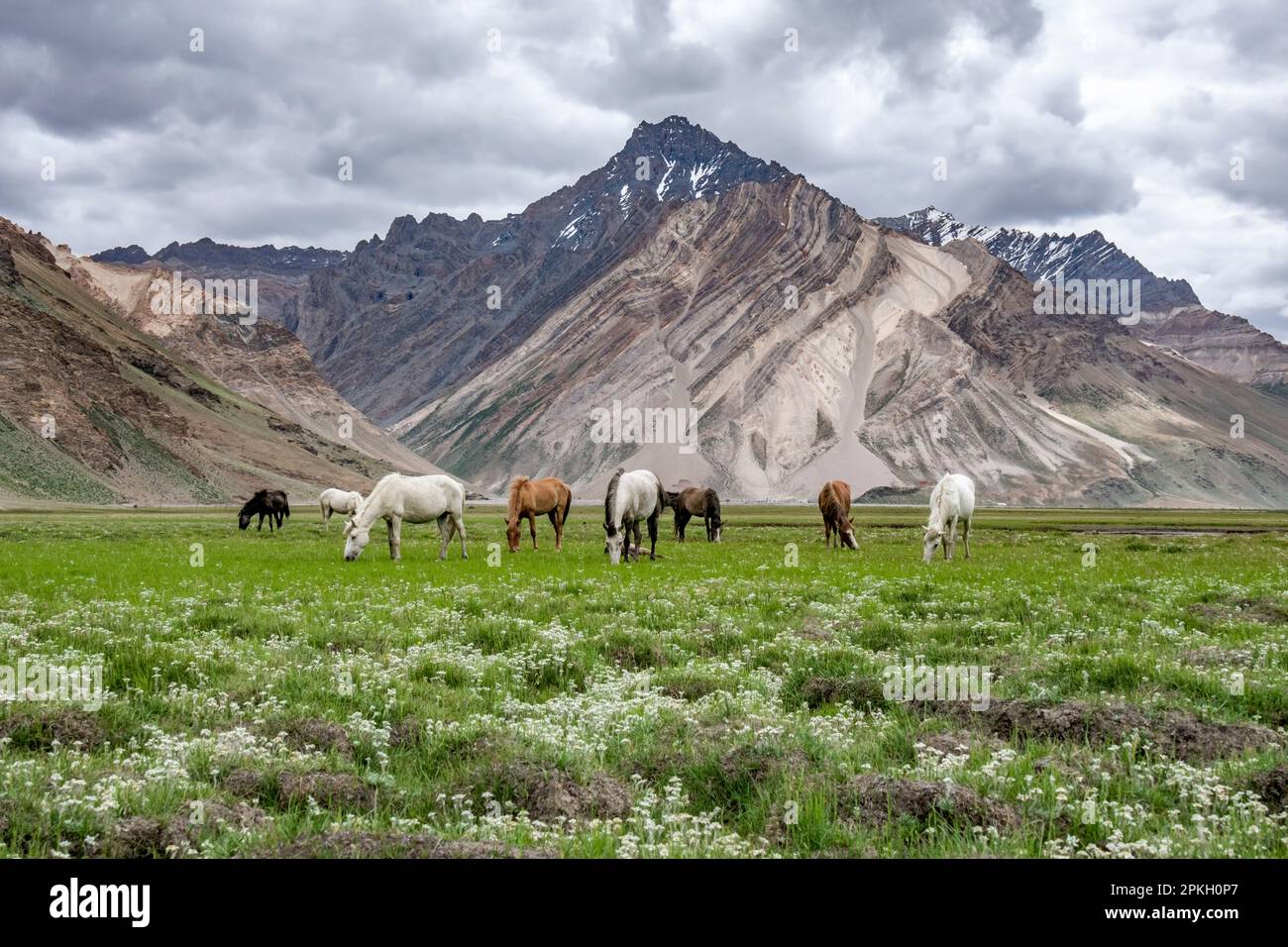 Horses grazing in the mountains of Zanskar, Ladakh, India Stock Photo ...