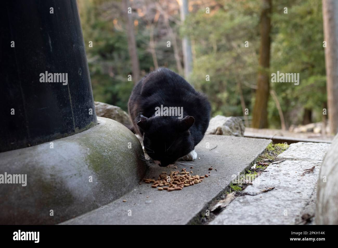 Kyoto, Japan. 6th Mar, 2023. A feral cat chilling at Mt. Inari.Fushimi ...