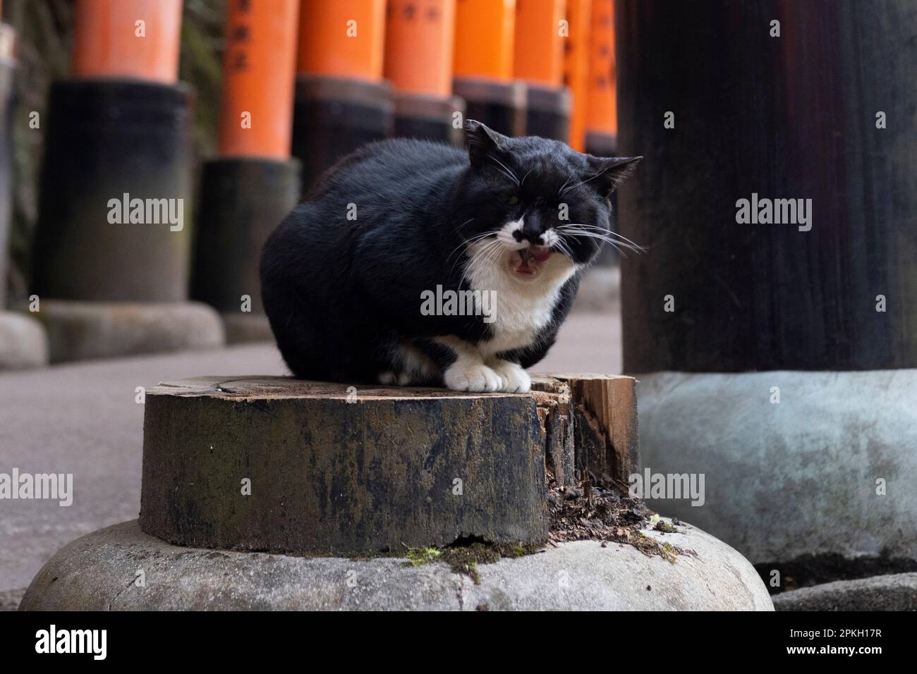 Kyoto, Japan. 6th Mar, 2023. A feral cat chilling at Mt. Inari.Fushimi ...