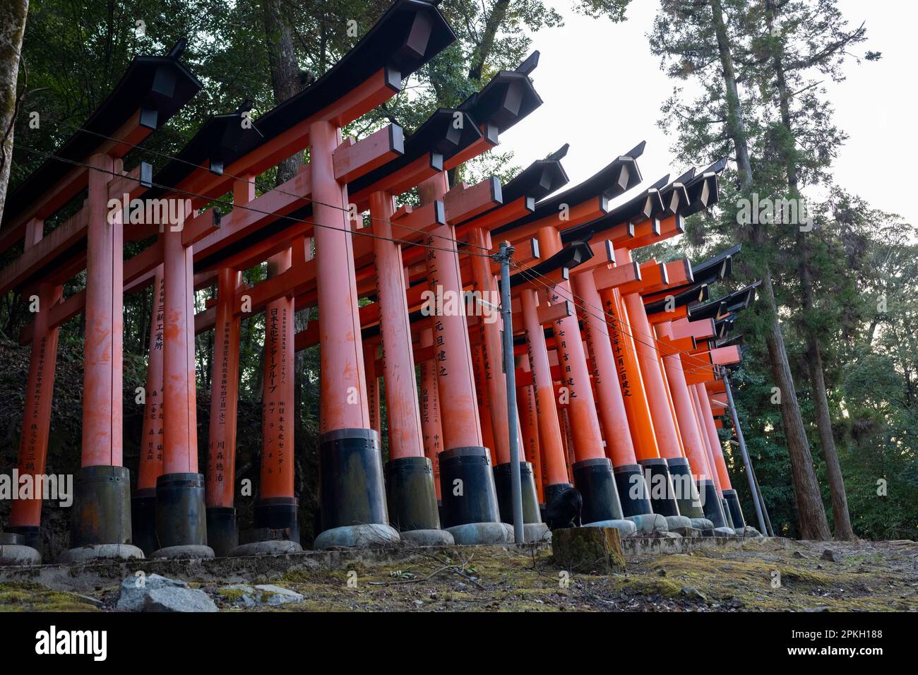 Kyoto, Japan. 6th Mar, 2023. Torii pathways in Mt. Inari.Fushimi Inari ...