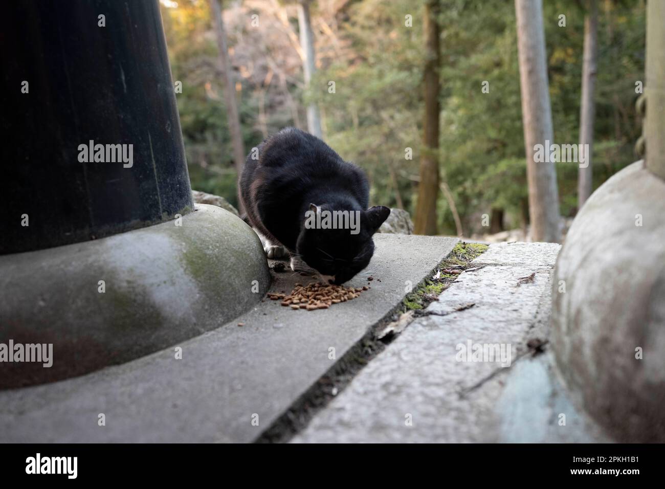 Kyoto, Japan. 6th Mar, 2023. A feral cat chilling at Mt. Inari.Fushimi ...