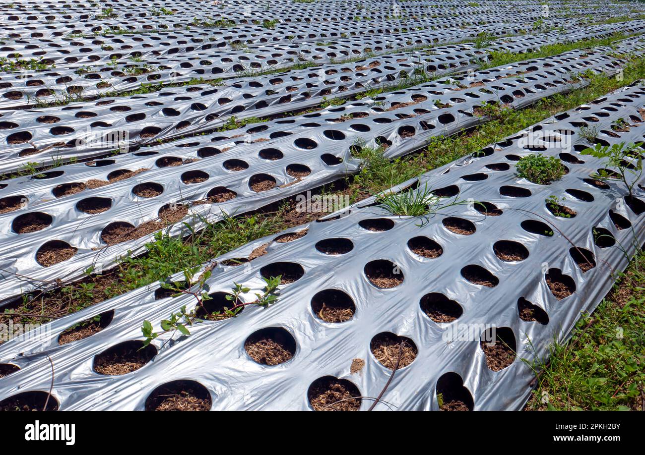 Hole patterns of plastic mulch used to suppress weeds with hole for ...