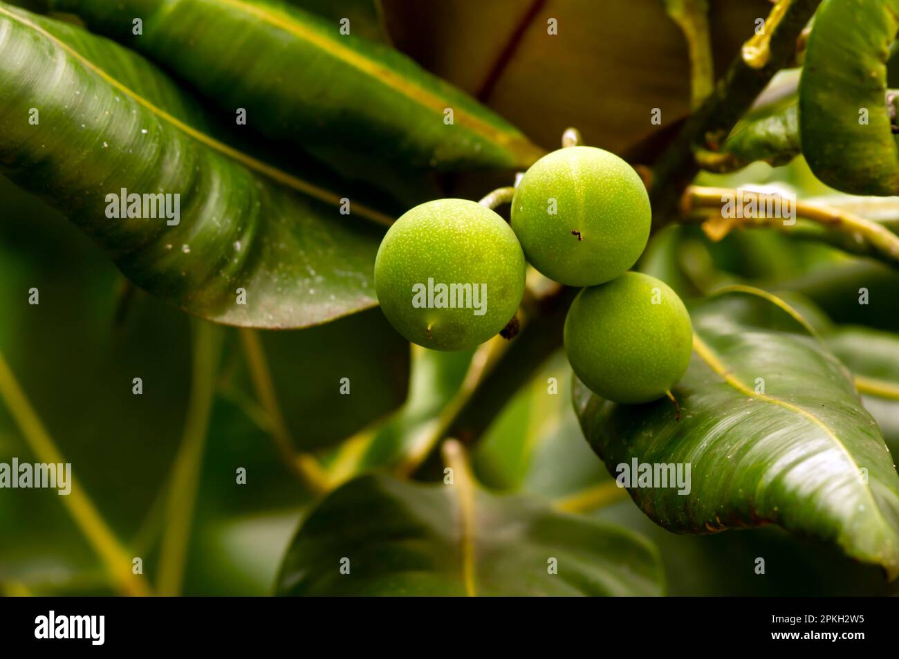 Nyamplung, Calophyllum inophyllum seeds and leaves, commonly called ...