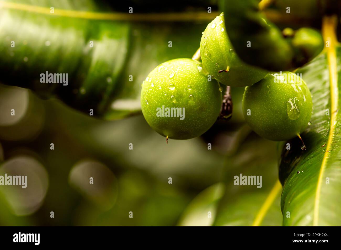 Calophyllum inophyllum seeds hi-res stock photography and images - Alamy