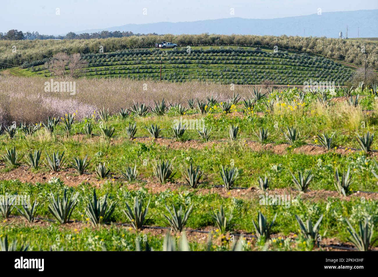 Yolo County, CA, USA. 17th Mar, 2023. A field of agave grows between ...