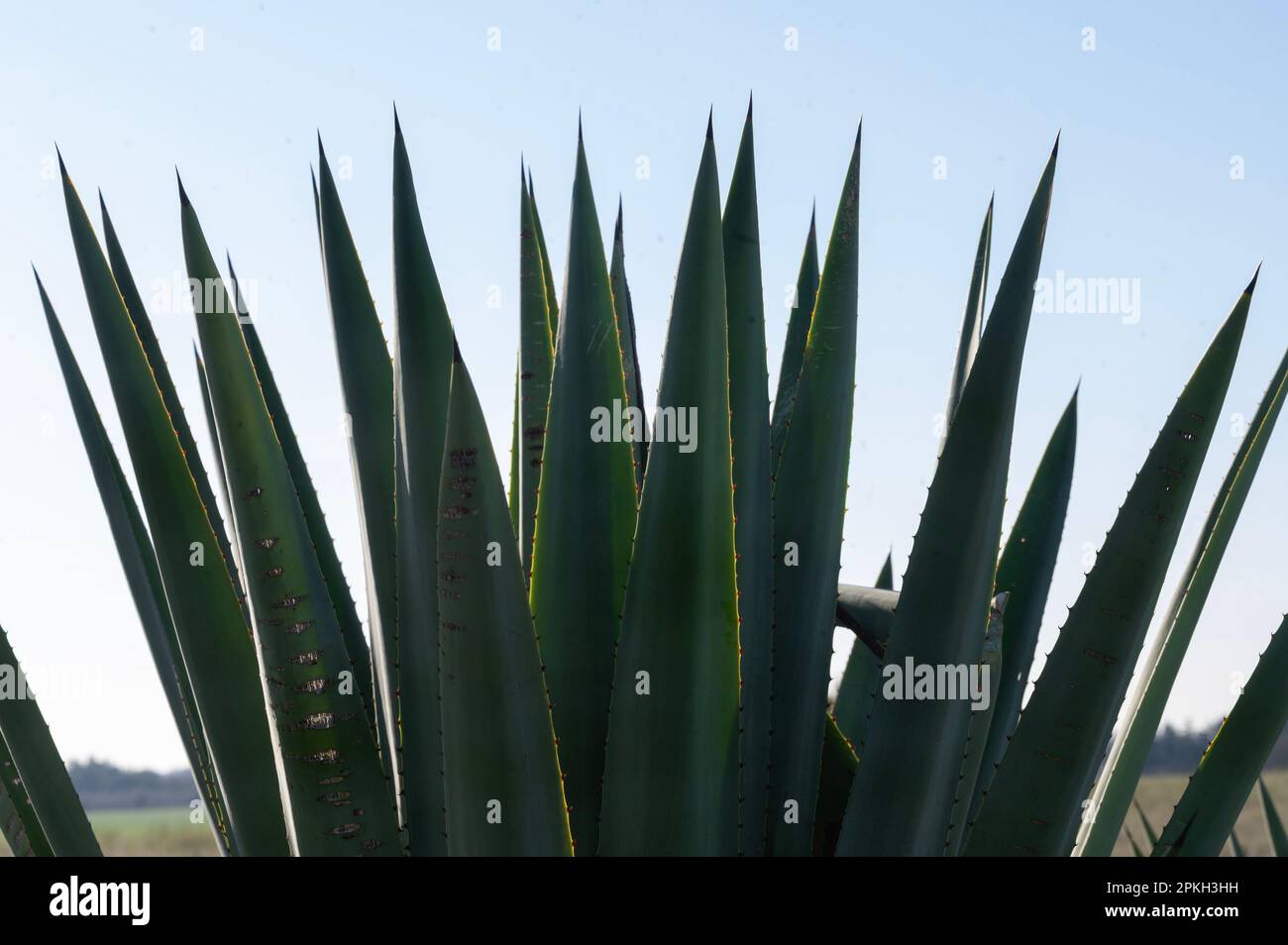 Yolo County, CA, USA. 17th Mar, 2023. Agave plants grown on Joe and ...