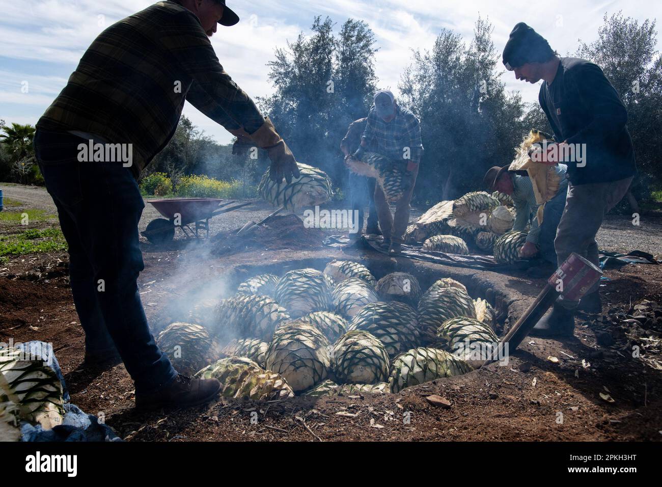 Yolo County, CA, USA. 20th Mar, 2023. Agave grower Repo Chavez, Craig ...