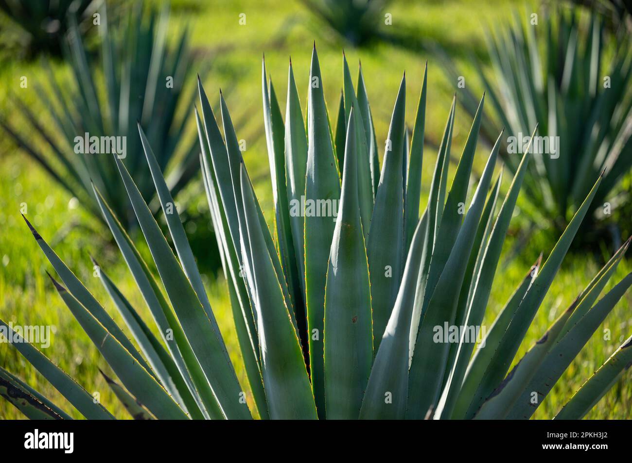 Yolo County, CA, USA. 17th Mar, 2023. Agave plants grown on Joe and ...