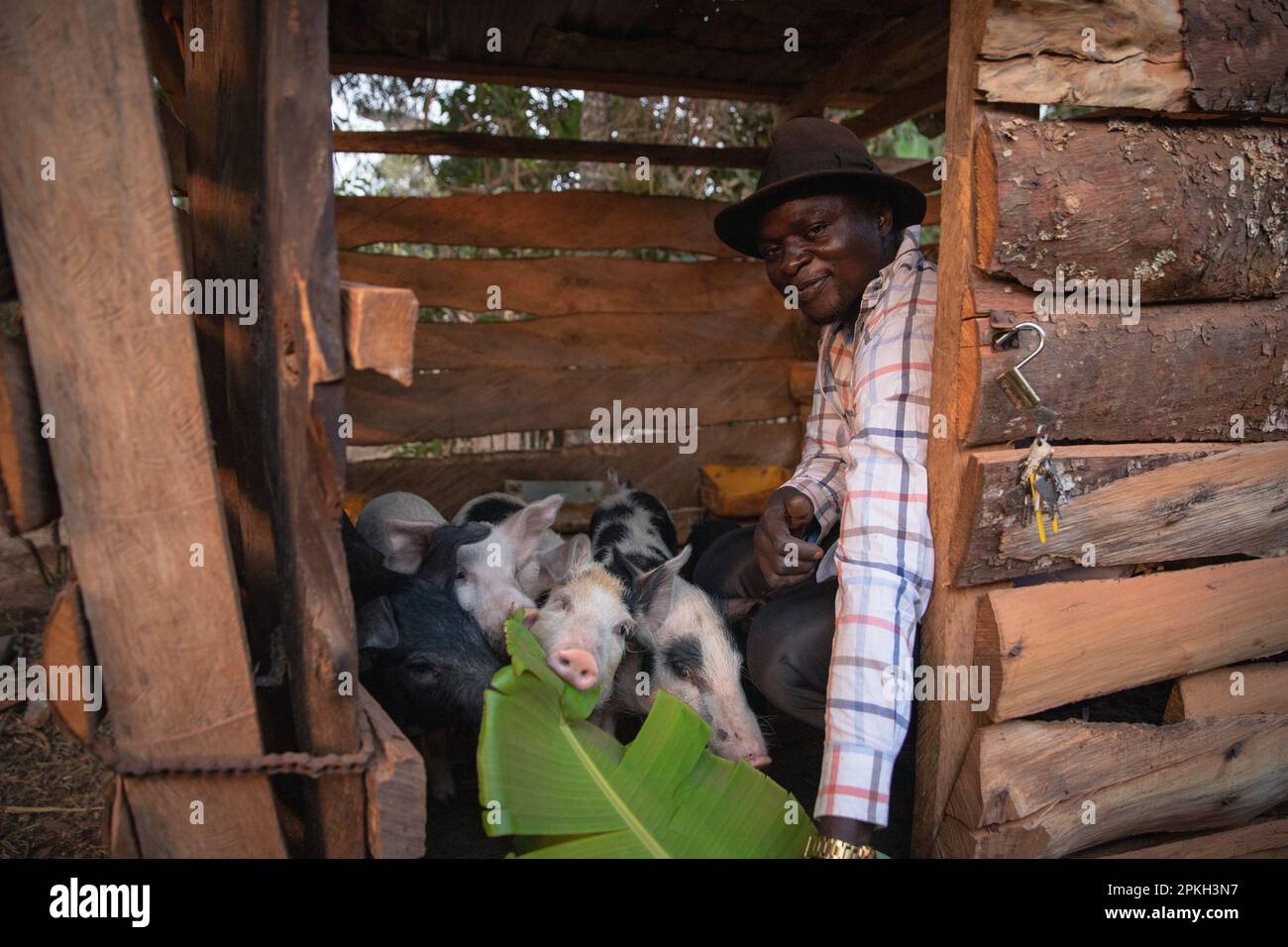 Farmer feeding pig hi-res stock photography and images - Alamy