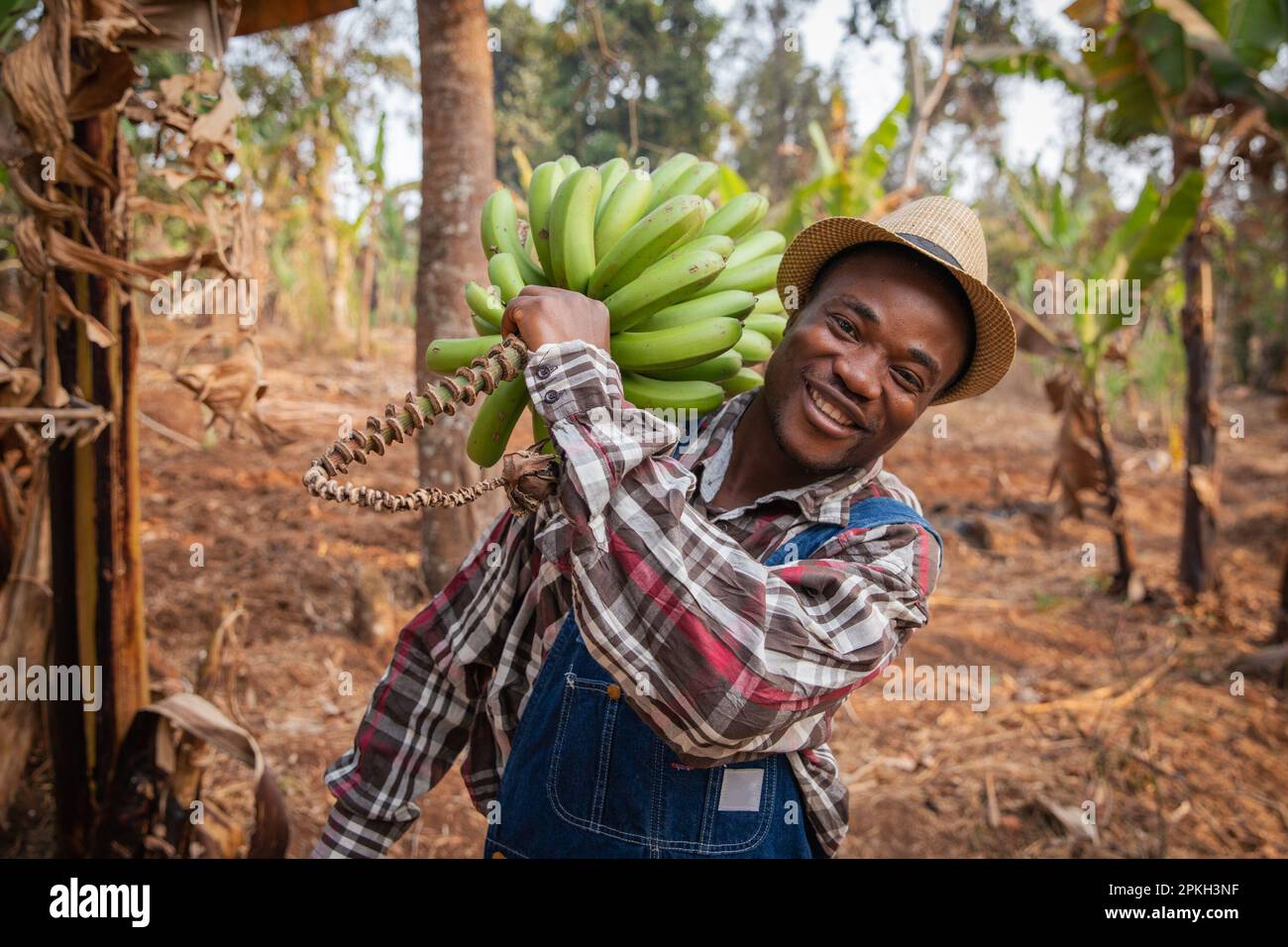 A smiling African farmer with a bunch of freshly picked bananas in his ...