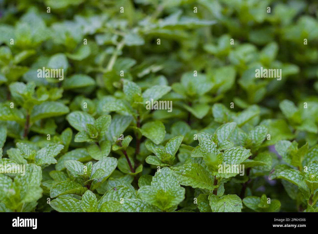 Mint leaves background. Green leaves of pudina plant densely grown ...