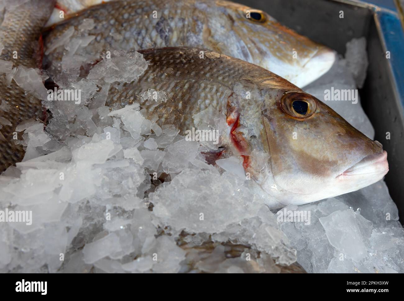 Qatar activity hi-res stock photography and images - Alamy