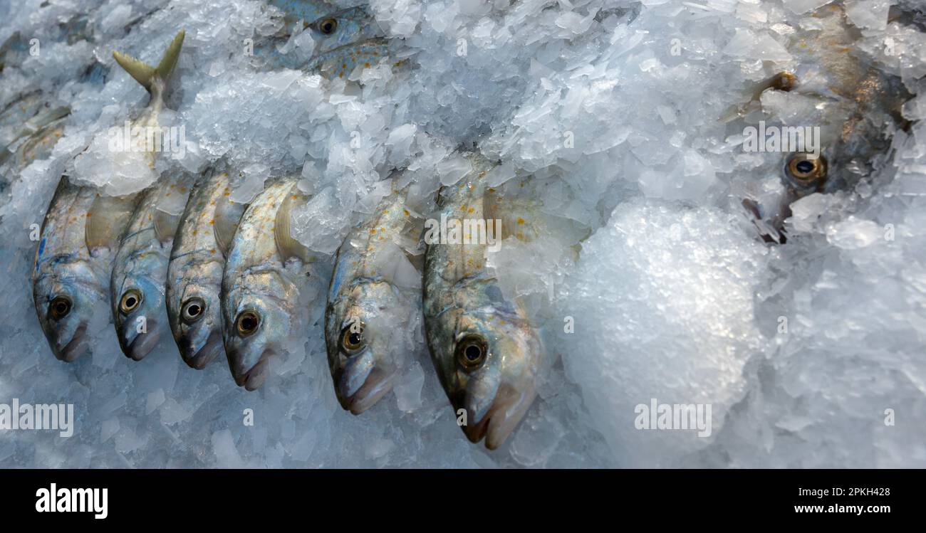 Qatar boat hi-res stock photography and images - Alamy
