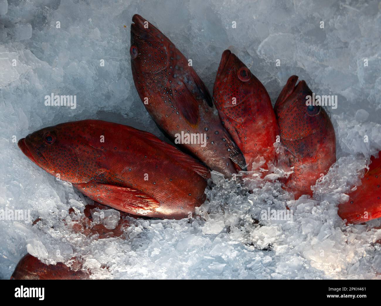 Qatar activity hi-res stock photography and images - Alamy