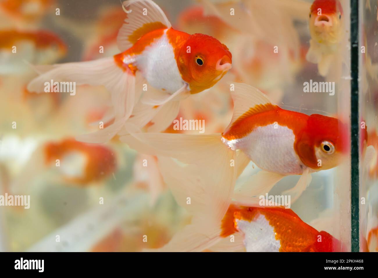 Closeup shot of red cap oranda goldfish kept in an aquarium of pet shop ...