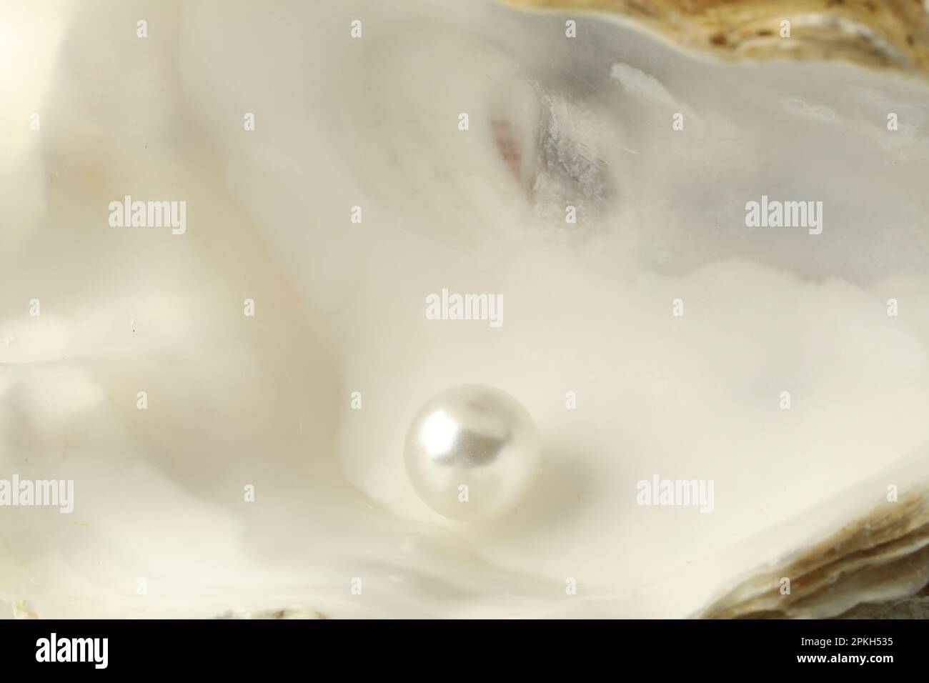 Pearl color of oyster shell inside hi-res stock photography and images ...