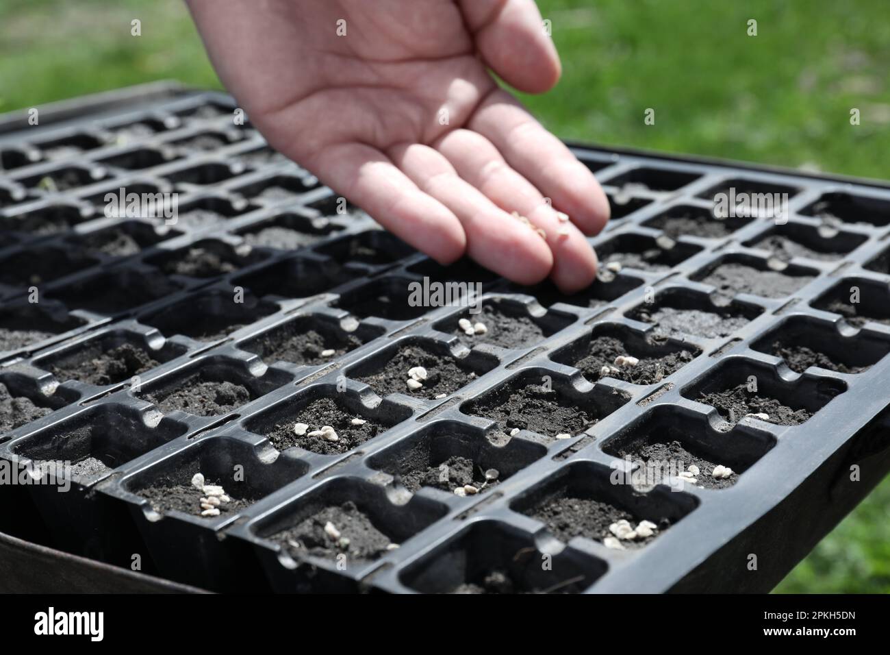 Gardener planting grains into seed box outdoors, closeup Stock Photo ...