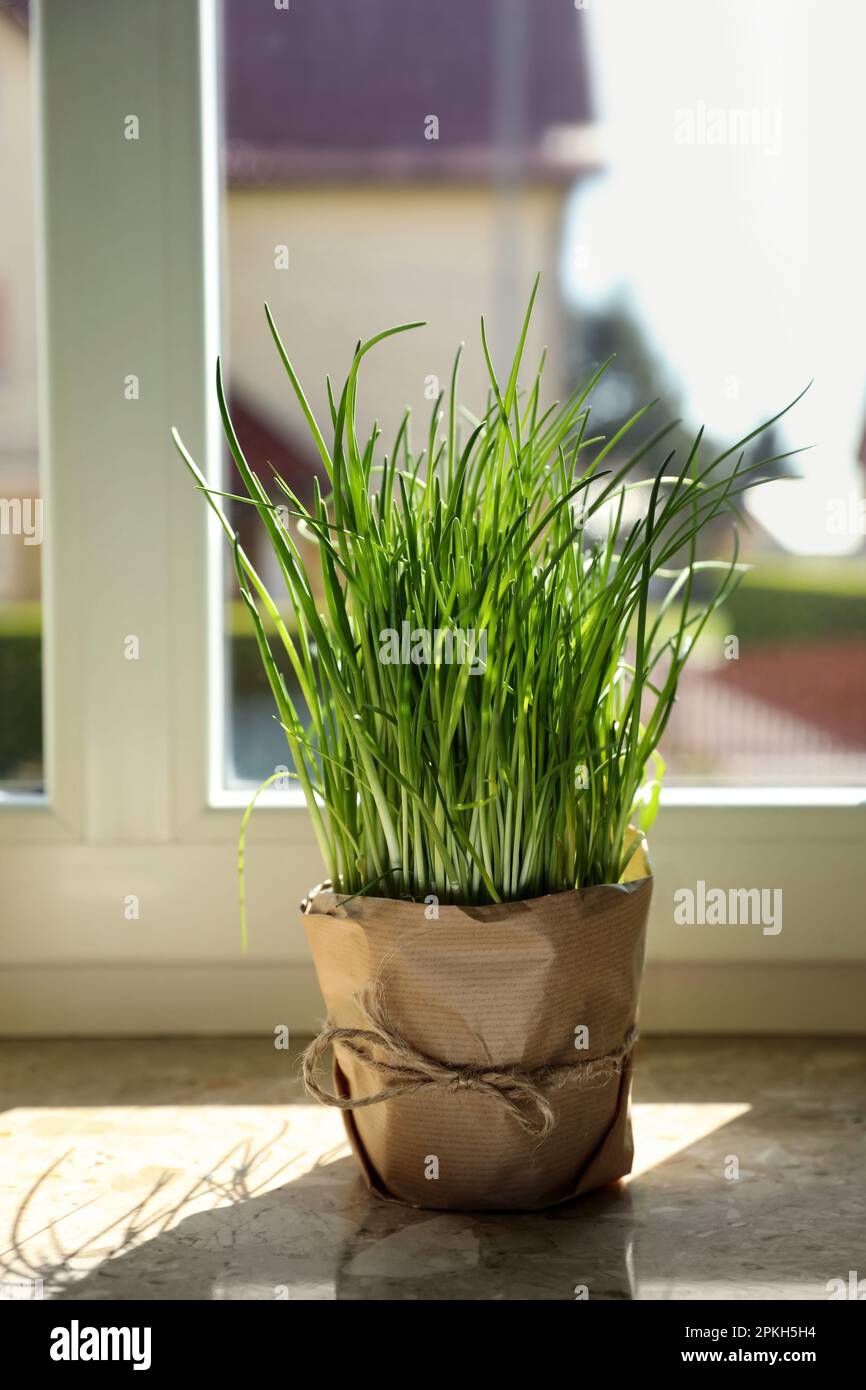 Potted green chives on windowsill indoors. Aromatic herb Stock Photo ...