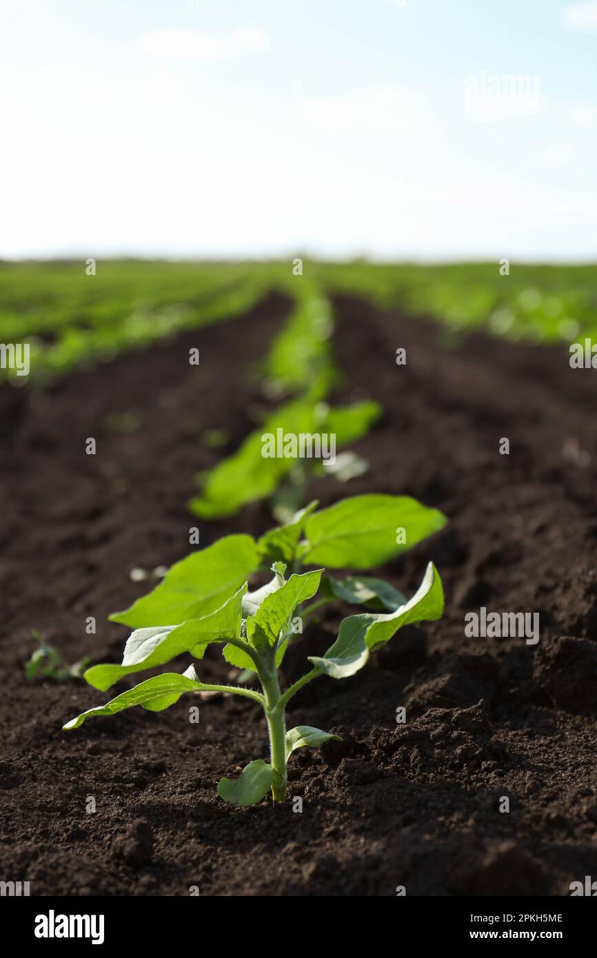 Field with young sunflower seedling in soil, closeup Stock Photo - Alamy