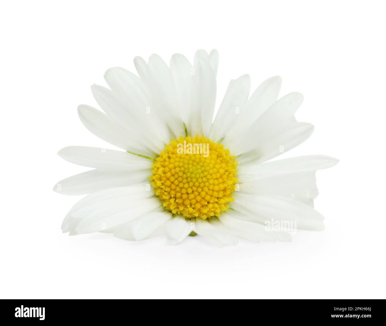 One beautiful daisy flower on white background Stock Photo - Alamy