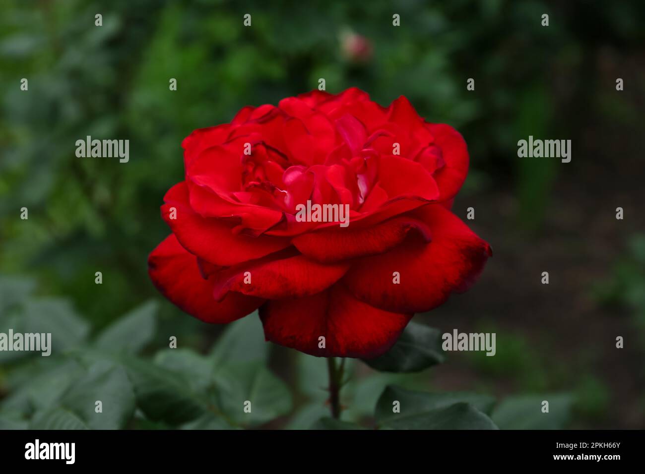Beautiful blooming red rose hi-res stock photography and images - Alamy