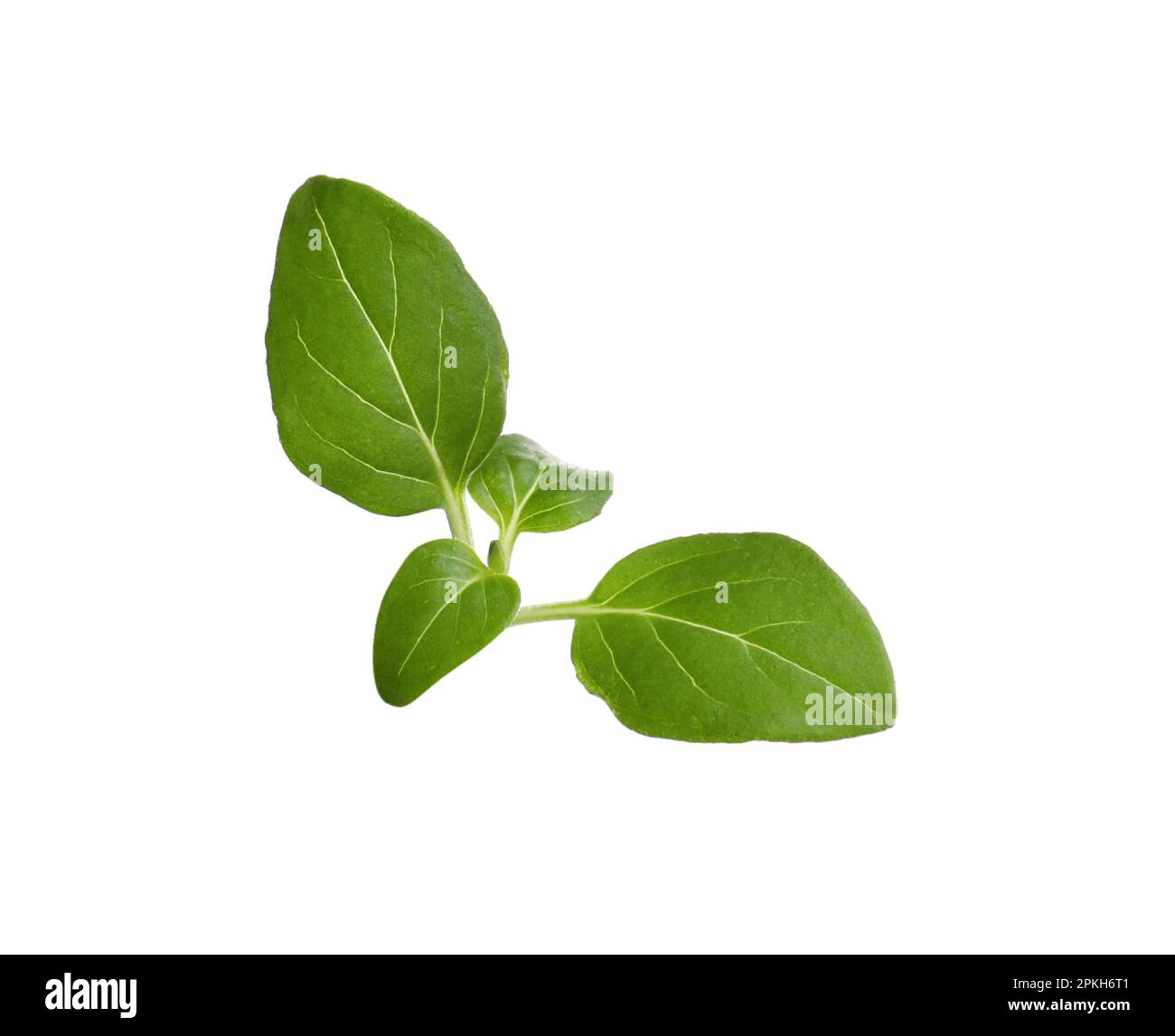 Aromatic green basil sprig isolated on white. Fresh herb Stock Photo ...
