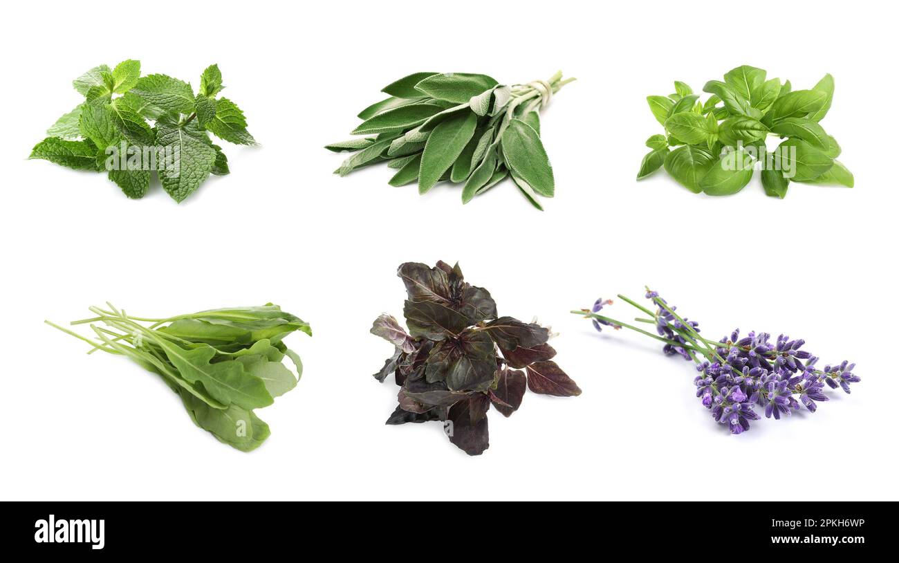 Set with different aromatic herbs on white background Stock Photo - Alamy