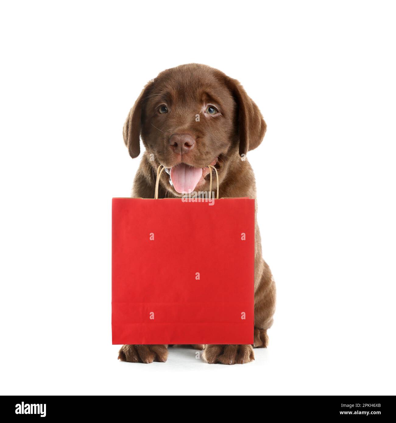 Chocolate Labrador Retriever puppy holding red paper shopping bag on ...