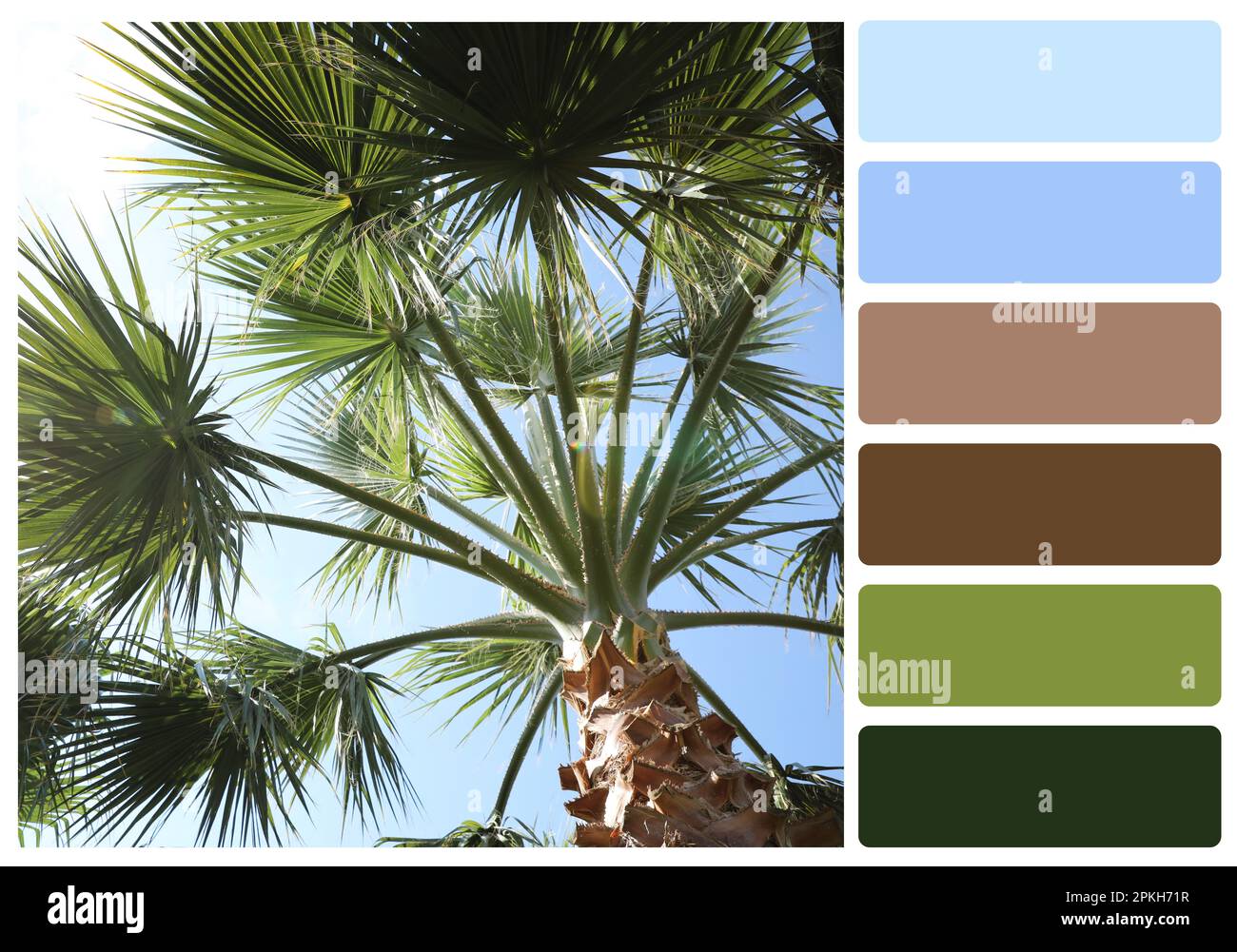 Color palette appropriate to photo of beautiful palm trees outdoors on ...