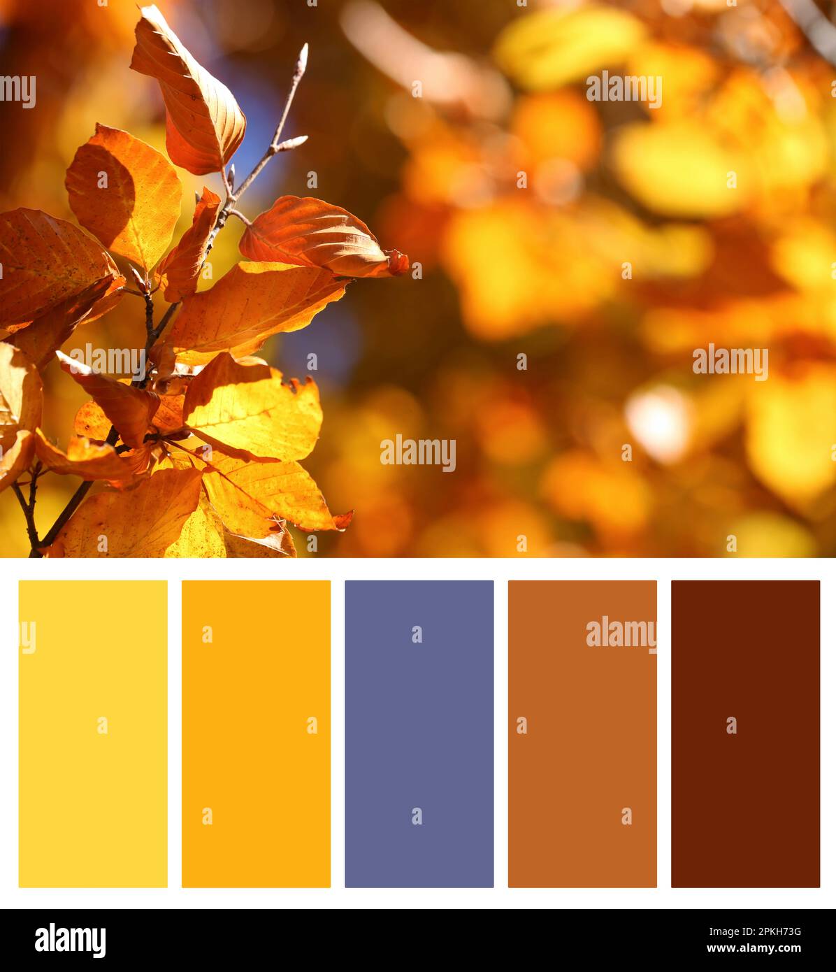 Color palette appropriate to photo of tree with beautiful bright autumn ...