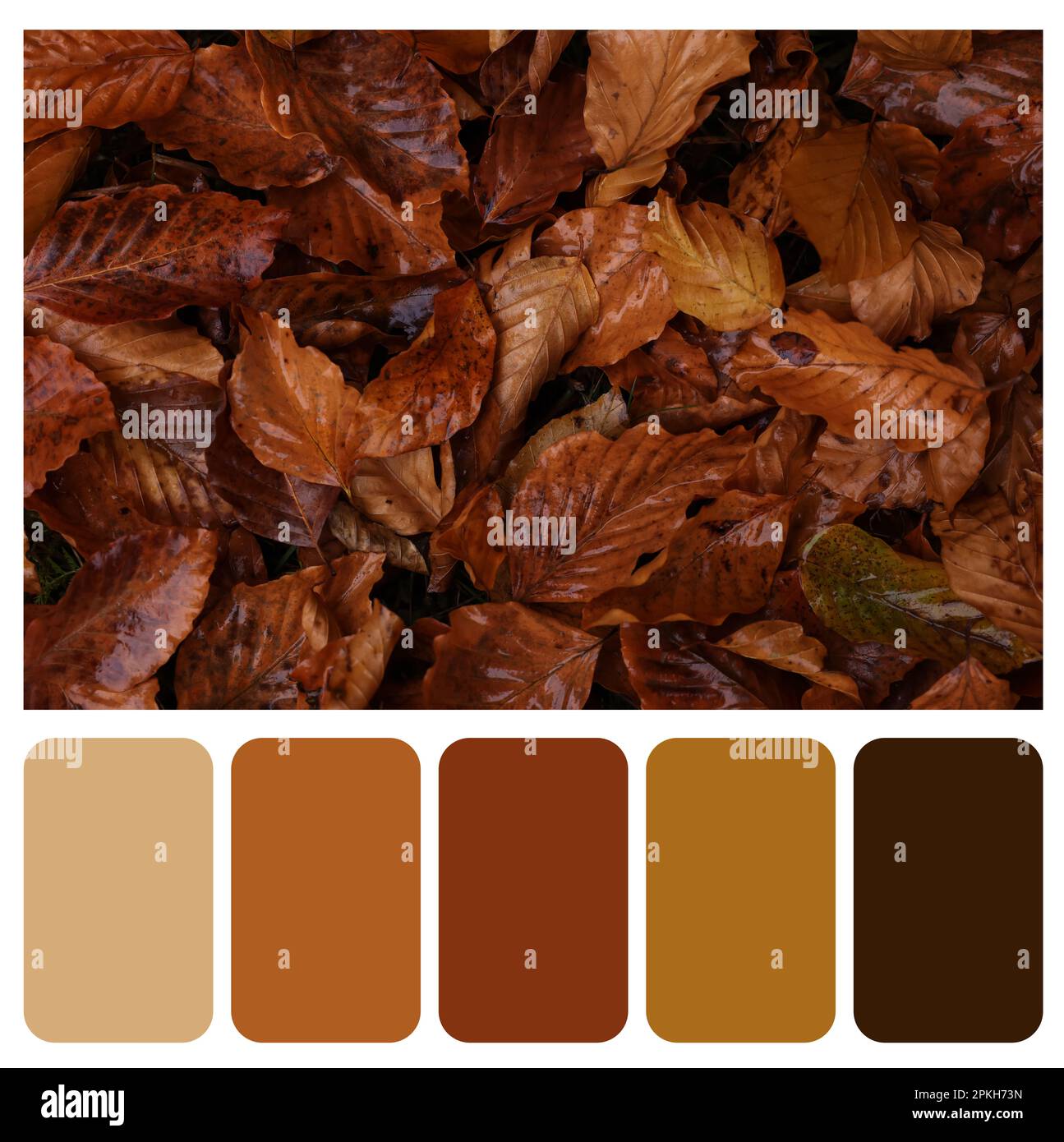 Autumnal color palette hi-res stock photography and images - Alamy