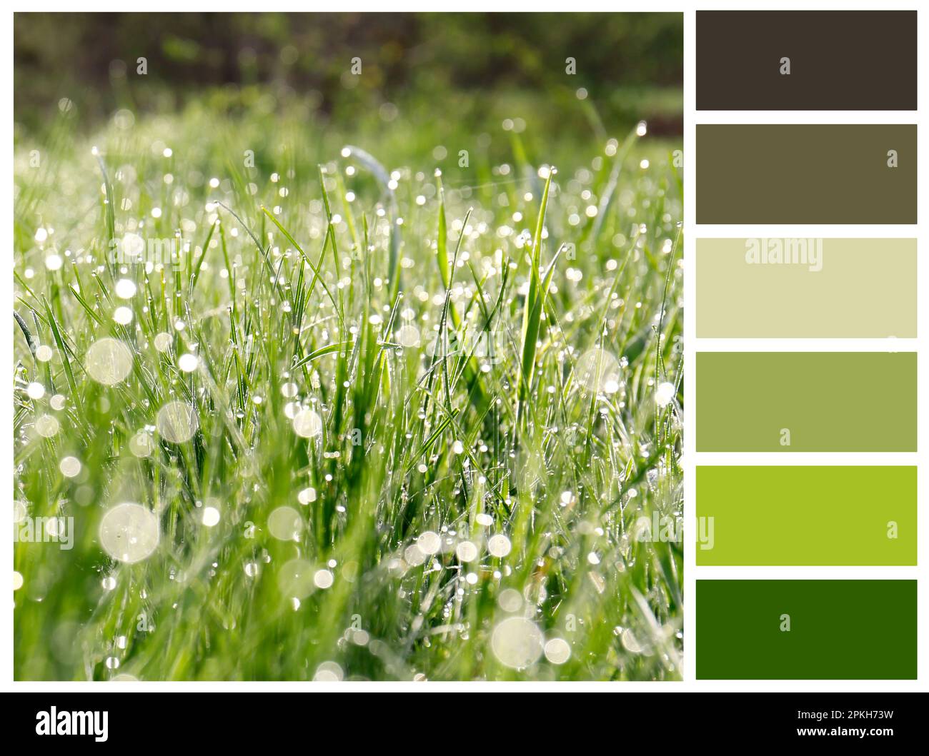 Color palette appropriate to photo of beautiful green grass covered ...