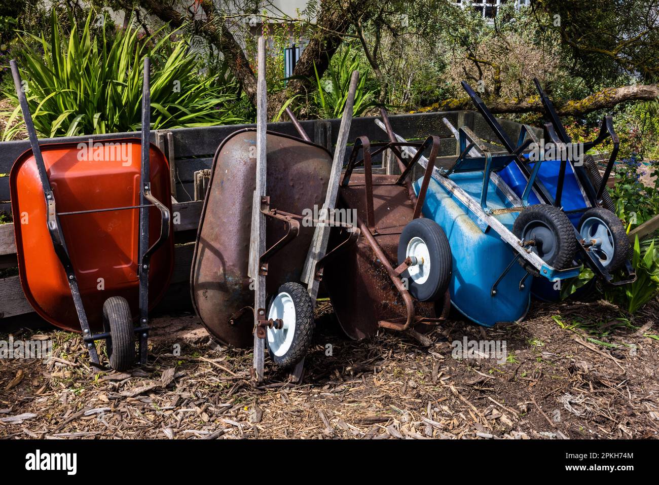 Blue, red and rusted wheelbarrows upright and slightly angled in an ...