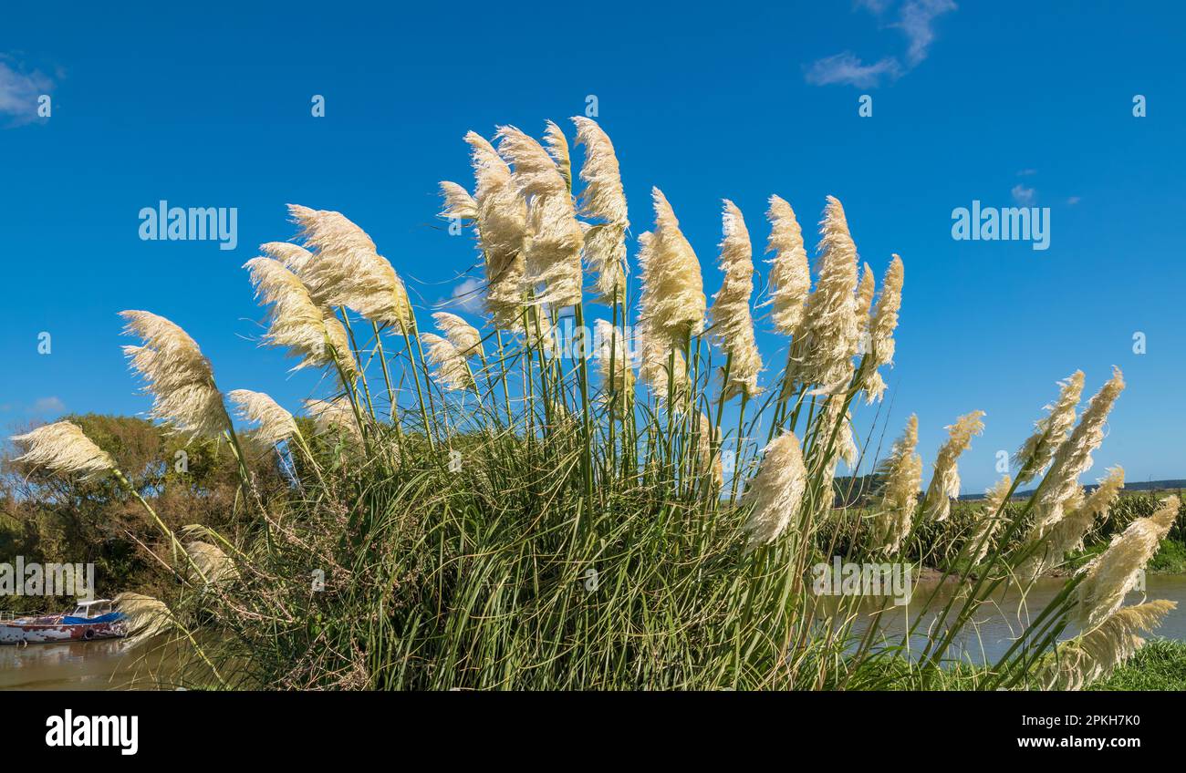 New Zealand, Foxton, Toi toi grass, aka pampas grass with white flower ...