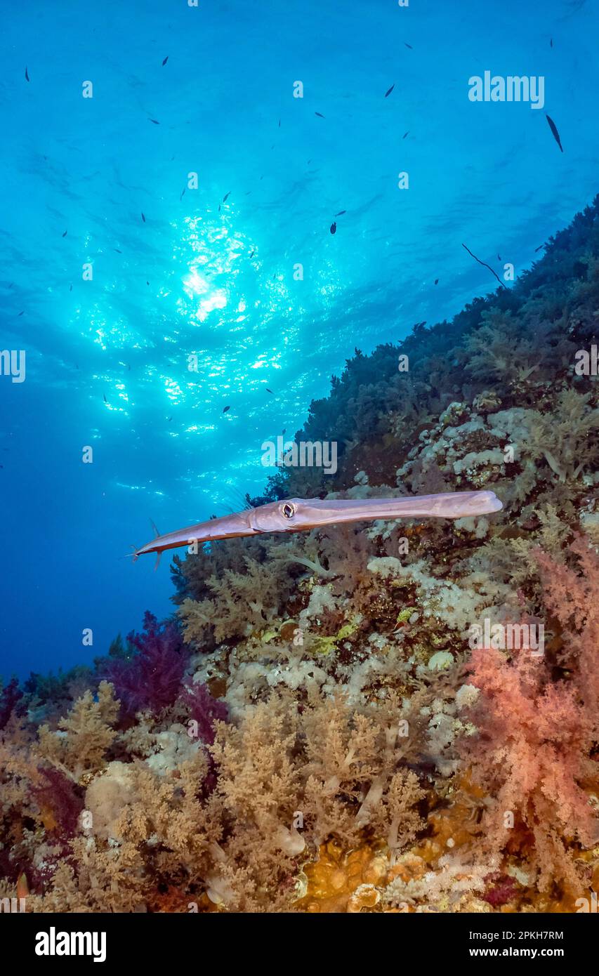 bluespotted cornetfish, Fistularia commersonii, aka smooth cornetfish ...