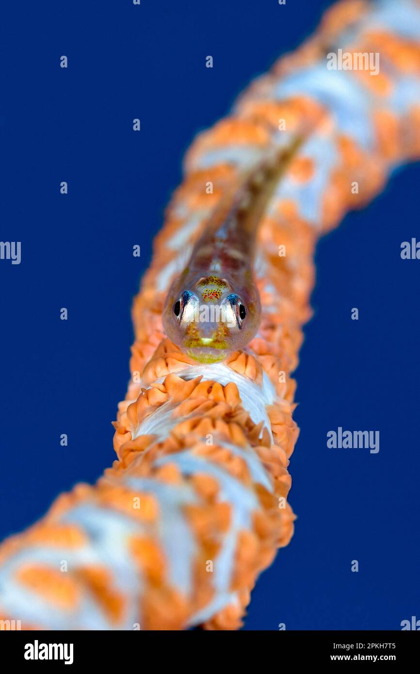 wire coral goby, Bryaninops yongei, on its host wire coral ...