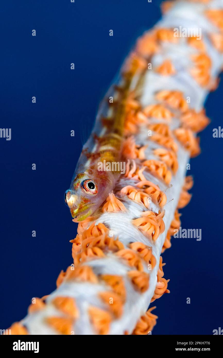 wire coral goby, Bryaninops yongei, on its host wire coral ...