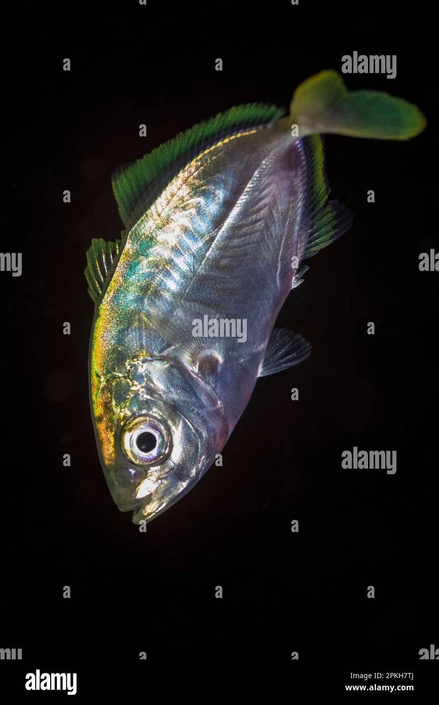 golden trevally, Gnathanodon speciosus, juvenile, Romblon, Philippines ...