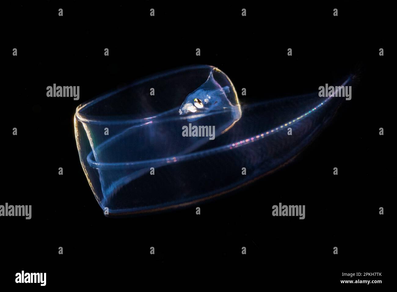 marine eel larva, Leptocephalus, Romblon, Philippines, Pacific Ocean ...