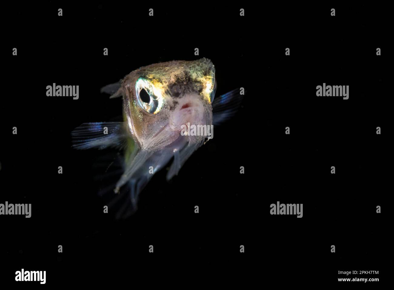 flying gurnard, Dactylopterus volitans, larva, Romblon, Philippines ...