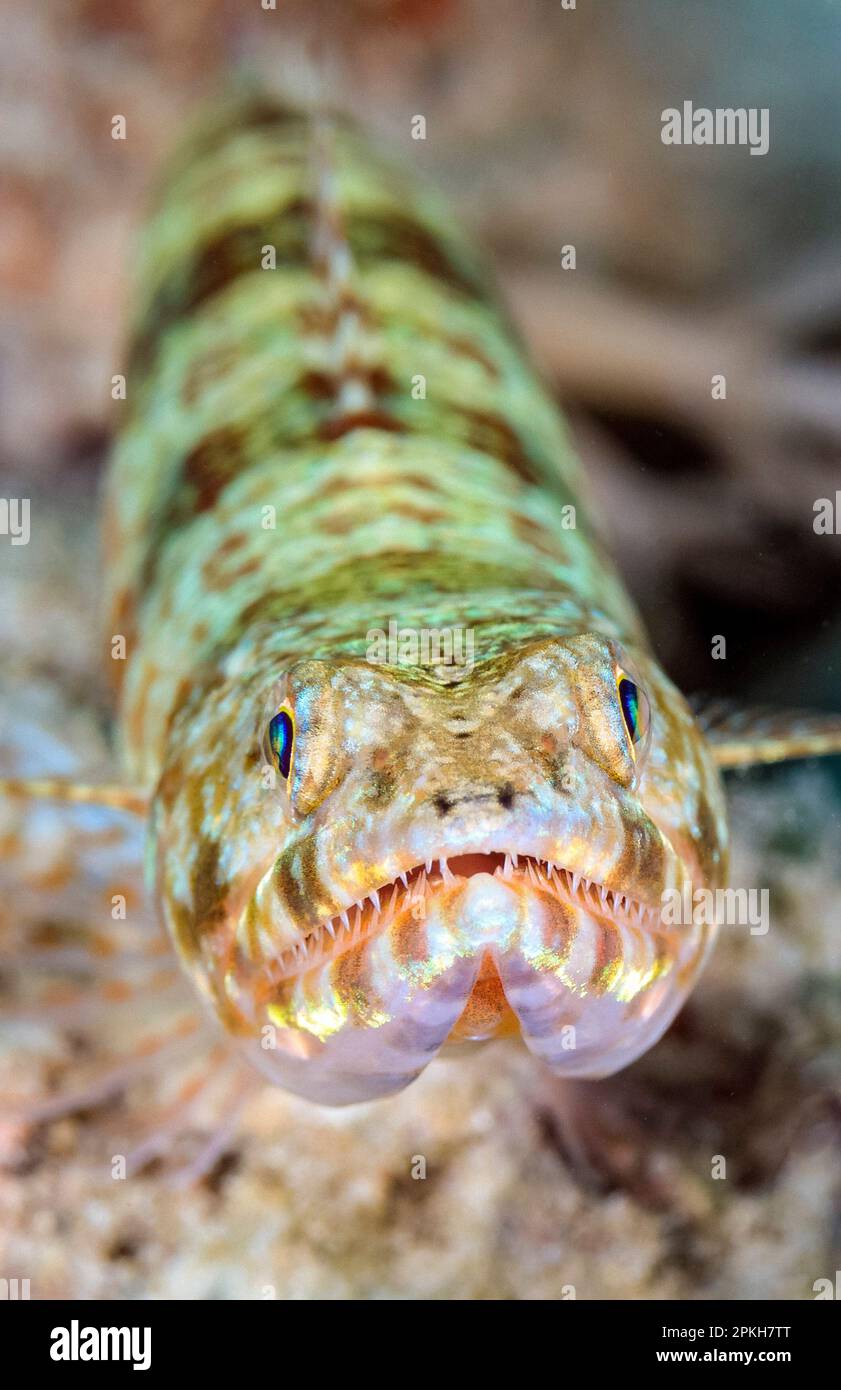 two-spot lizardfish, Synodus binotatus, Bitung, Lembeh Strait, Sulawesi ...