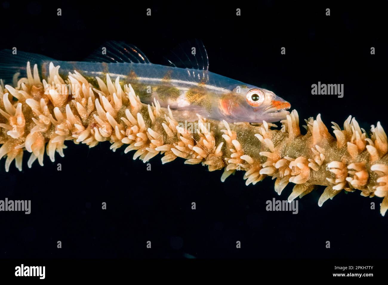 wire coral goby, Bryaninops yongei, on its host wire coral ...