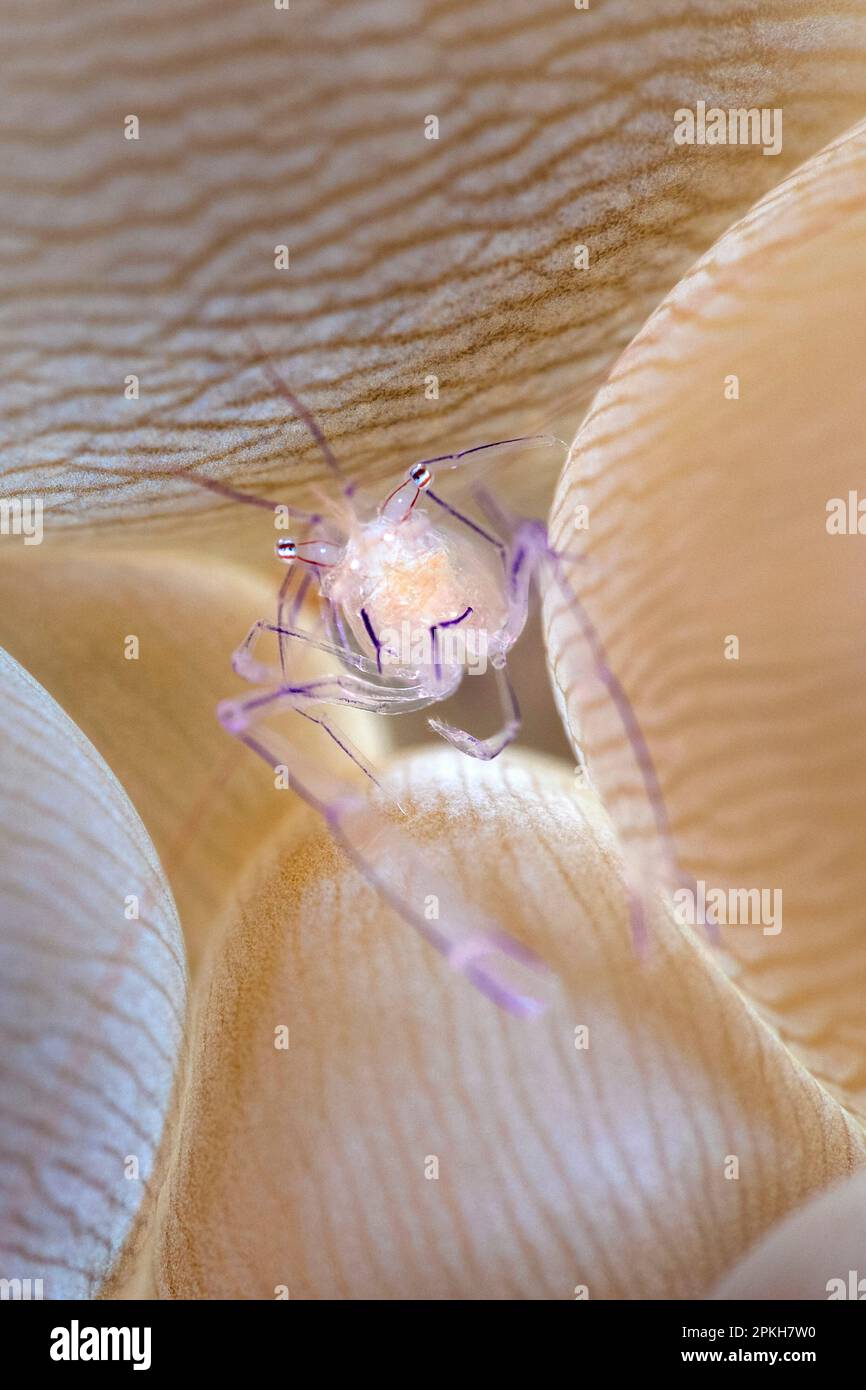 bubble coral shrimp, Vir philippinensis, in its host bubble coral ...
