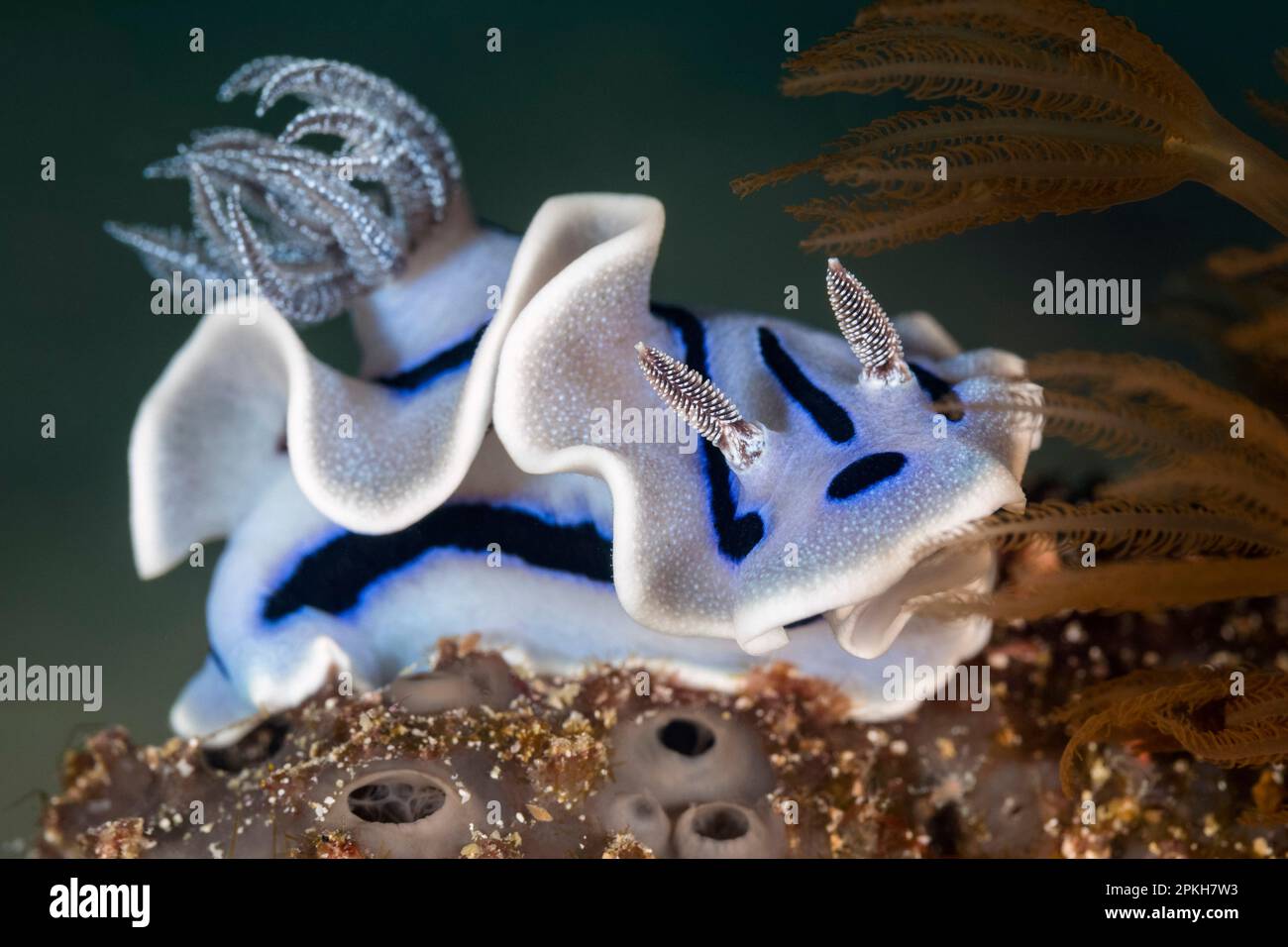 Willan`s chromodoris, Chromodoris willani, Ticao Island, Philippines ...