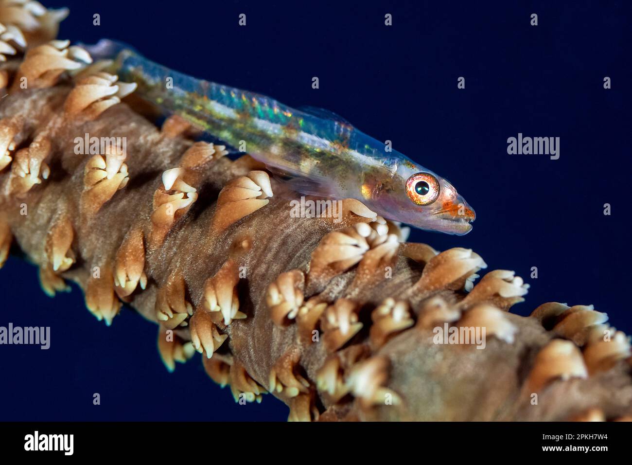 wire coral goby, Bryaninops yongei, on its host wire coral ...