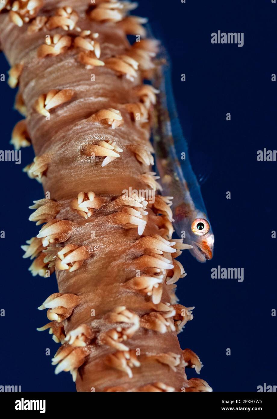 wire coral goby, Bryaninops yongei, on its host wire coral ...