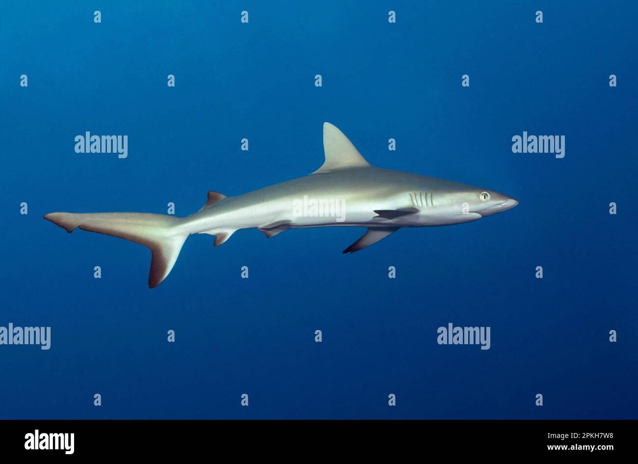 Tubbataha reefs natural park hi-res stock photography and images - Alamy